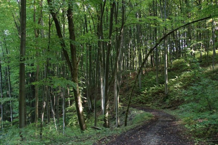 Ein klimastabiler Wald benötigt einen gut aufgestellten Landesbetrieb ...